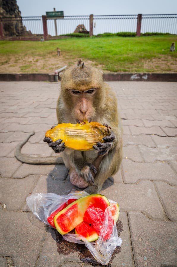 Monkey eating. stock photo. Image of monkey, mango, wild - 39699112