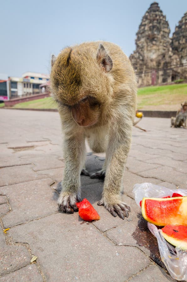 Monkey eating. stock photo. Image of action, hand, hungry - 39699188