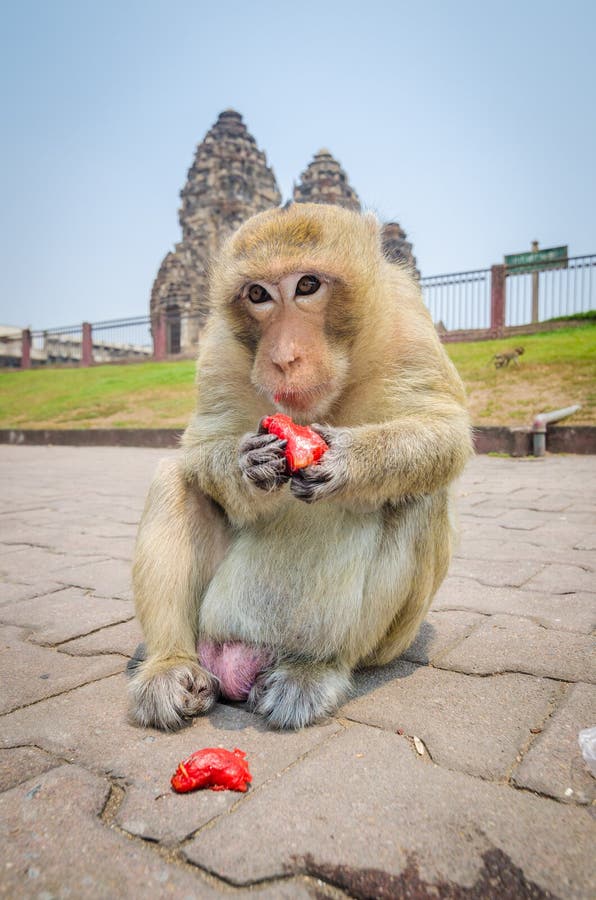 Monkey eating. stock photo. Image of eating, animal, buri - 39699304