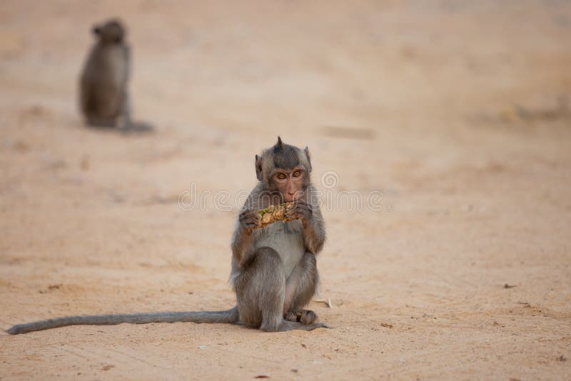 Monkey Eating Pineapple in the Beach Stock Image - Image of food ...