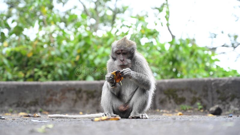 Monkey Eating and Playing in the Rainforest. Macaca Fascicularis. Stock ...