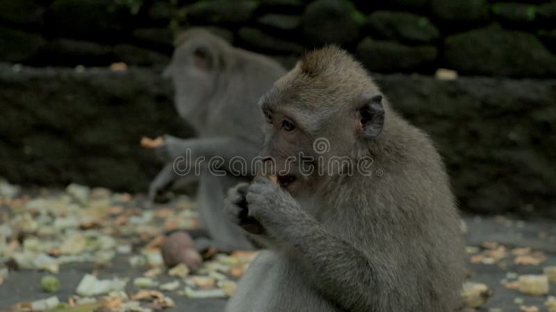 Monkey Eating and Playing in the Rainforest. Slow Motion. Stock Video ...
