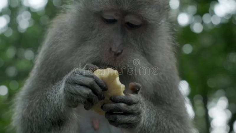 Monkey Eating and Playing in the Rainforest. Slow Motion. Stock Video ...