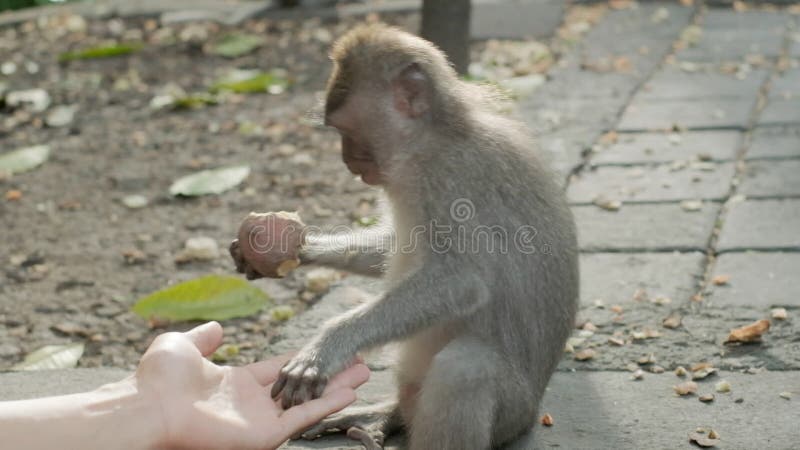 Monkey Eating and Playing in the Rainforest. Slow Motion. Stock Video ...