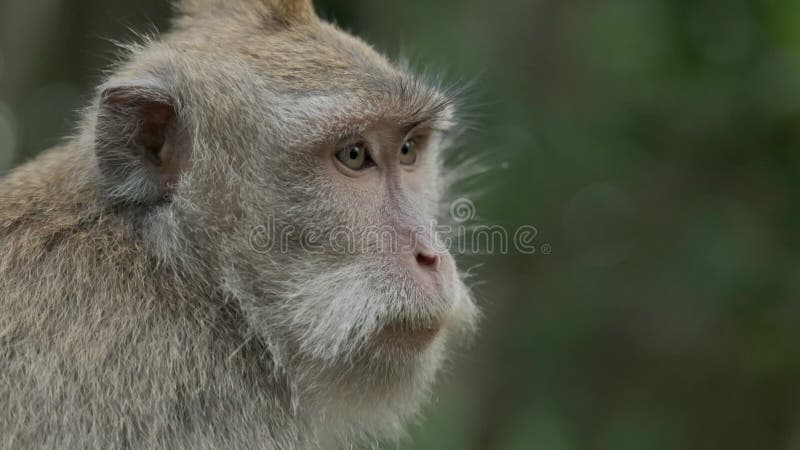 Monkey Eating and Playing in the Rainforest. Slow Motion. Stock Footage ...