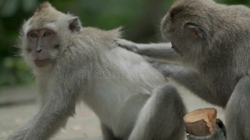 Monkey Eating and Playing in the Rainforest. Slow Motion. Stock Footage ...