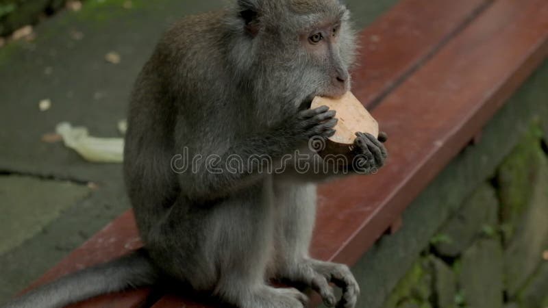 Monkey Eating and Playing in the Rainforest. Slow Motion. Stock Footage ...