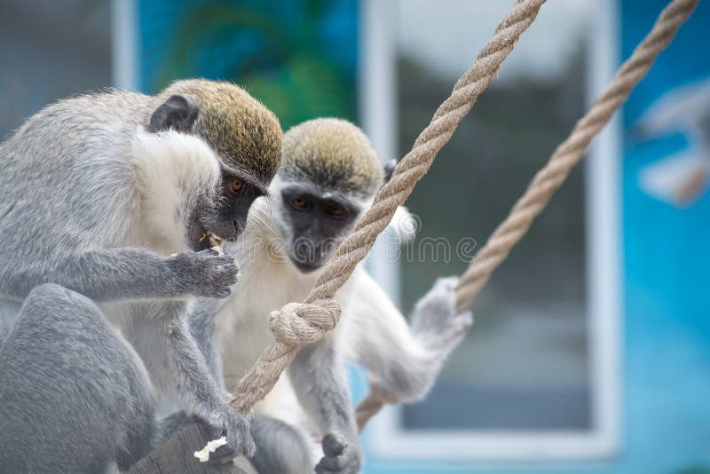 Monkey eating popcorn stock photo. Image of brown, couple - 60679038
