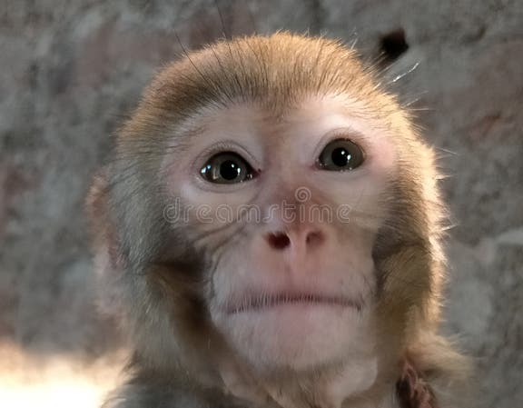 Monkey is Eating Popcorn and Looking Ahead Stock Image - Image of ...