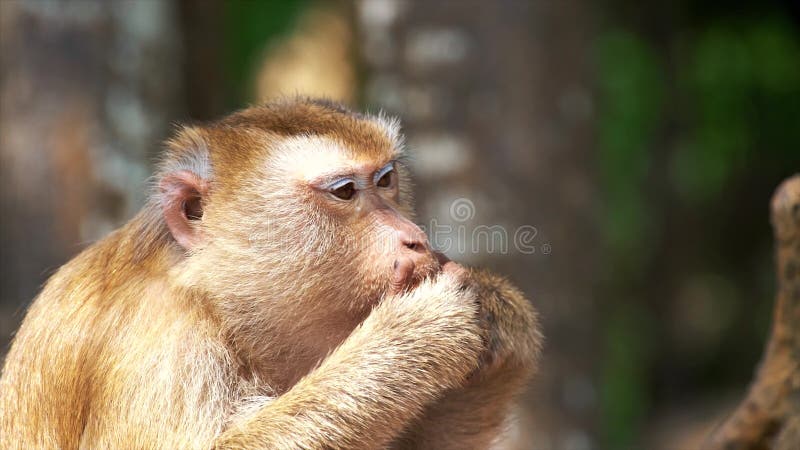 Monkey Eating Potato Chips stock video. Video of nature - 87203637