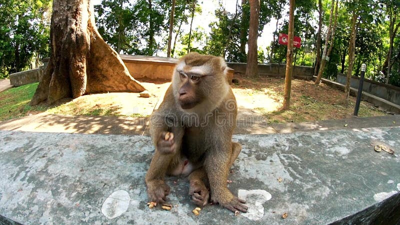 Monkey Eating Potato Chips stock video. Video of nature - 87203637