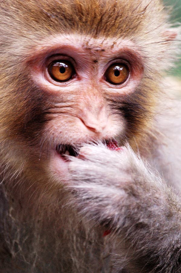 A Monkey is Eating Beans is on the Tree. Stock Photo - Image of monkey ...