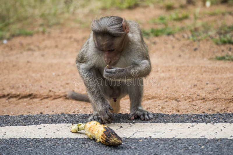 Monkey eating roasted corn stock photo. Image of park - 88745722