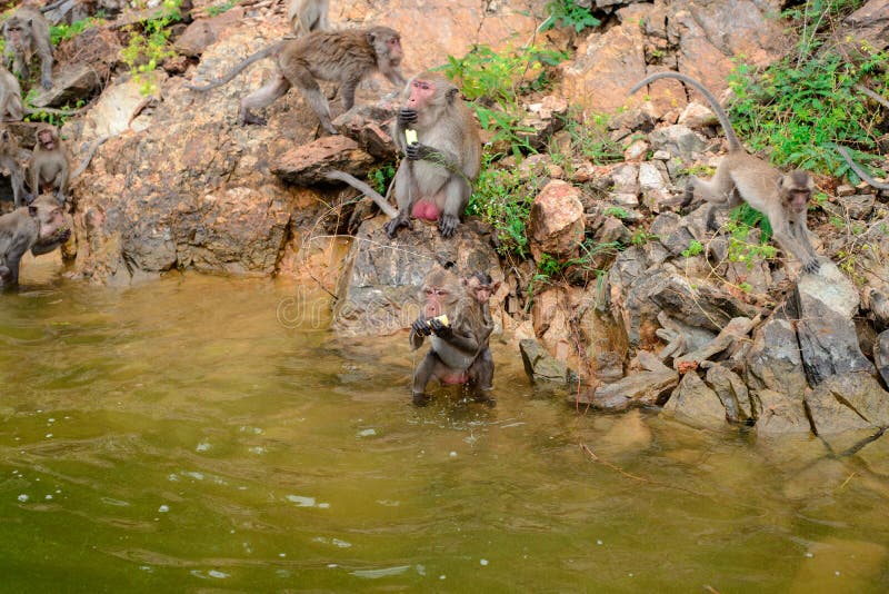 The Monkey is Eating on the Rock at Reservior. Stock Image - Image of ...