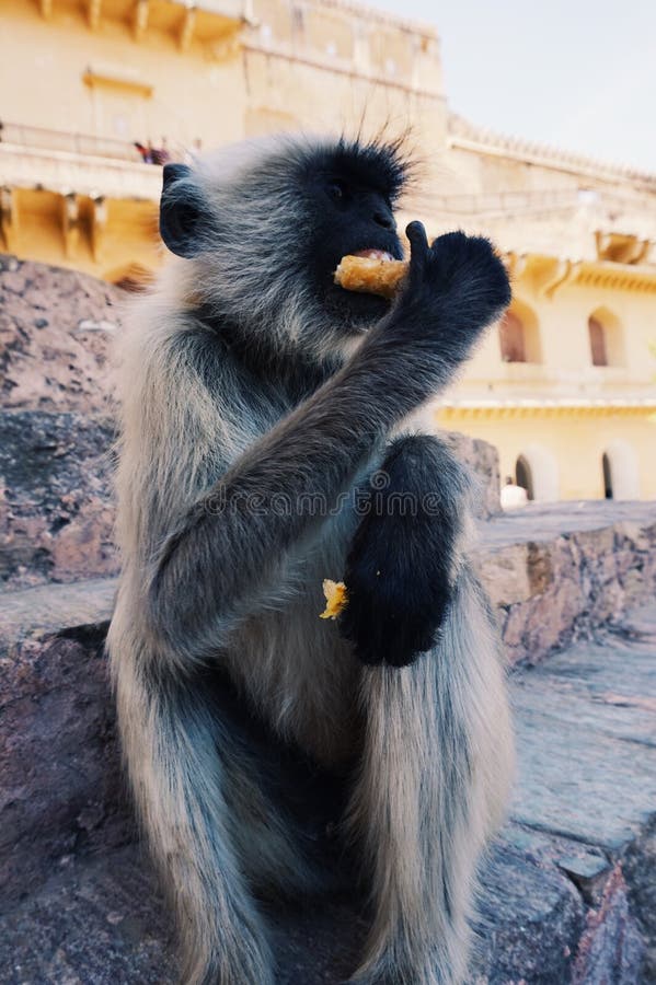 Monkey Eating Samosa Stock Photos - Free & Royalty-Free Stock Photos ...