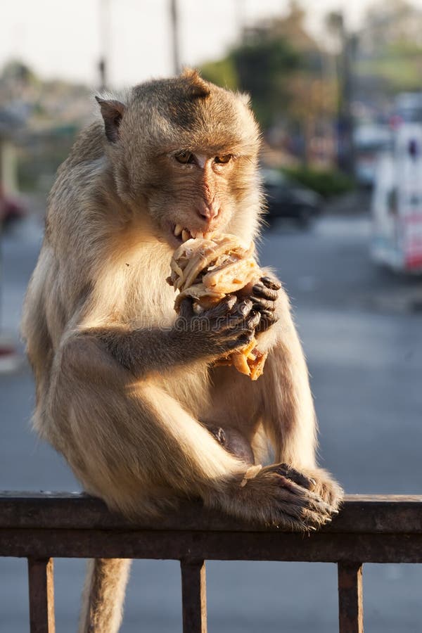 Monkey Eating Sandwich stock photo. Image of macaques - 24153210