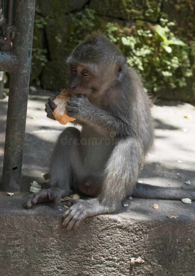 363 Monkey Eating Bread Stock Photos - Free & Royalty-Free Stock Photos ...