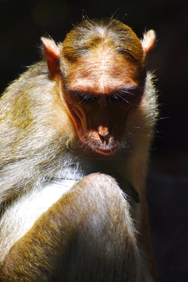 A Monkey is Eating Something Stock Photo - Image of mammalia, hominids ...