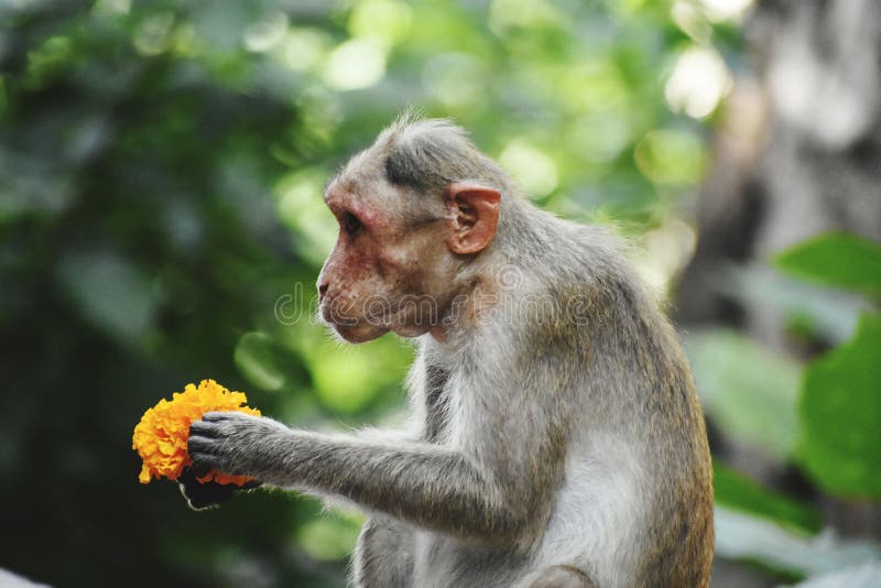 A Monkey is Eating Something Stock Photo - Image of macaque, eating ...