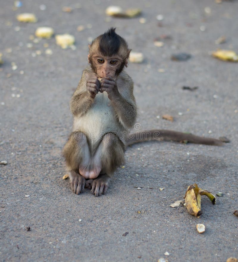 Monkey stock image. Image of monkey, young, primate, jungle - 47916279