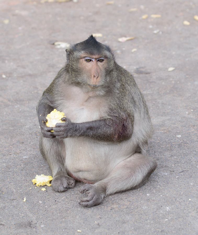 Monkey stock image. Image of small, monkey, eating, wild - 49878597
