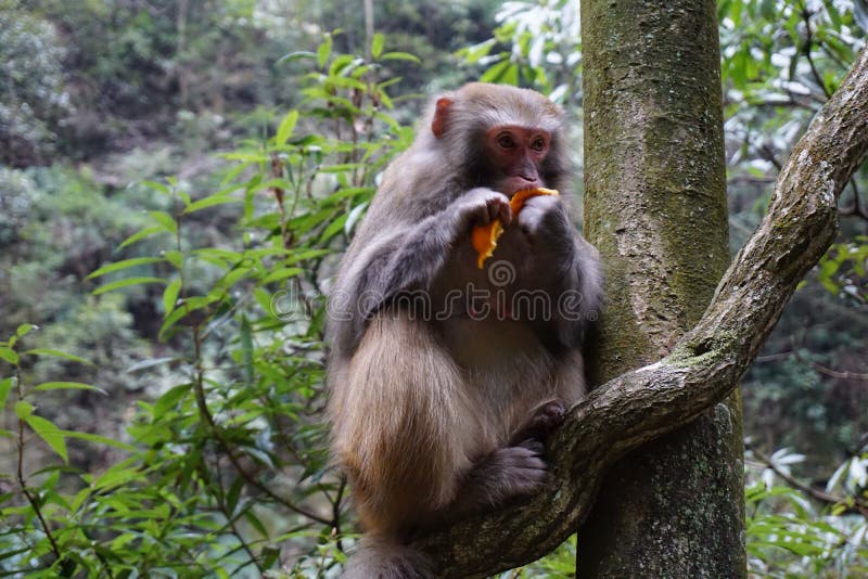 Monkey Eating a Tangerine Fruit on a Tree Stock Image - Image of tree ...