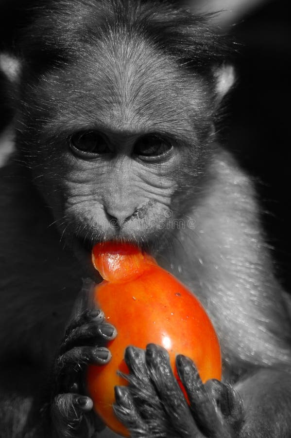 Monkeyplace Stock Photos - Free & Royalty-Free Stock Photos from Dreamstime