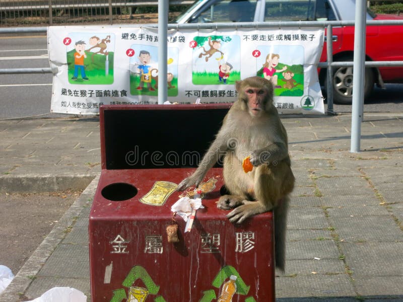 Monkey Eating from the Trash Editorial Stock Photo - Image of macaques ...
