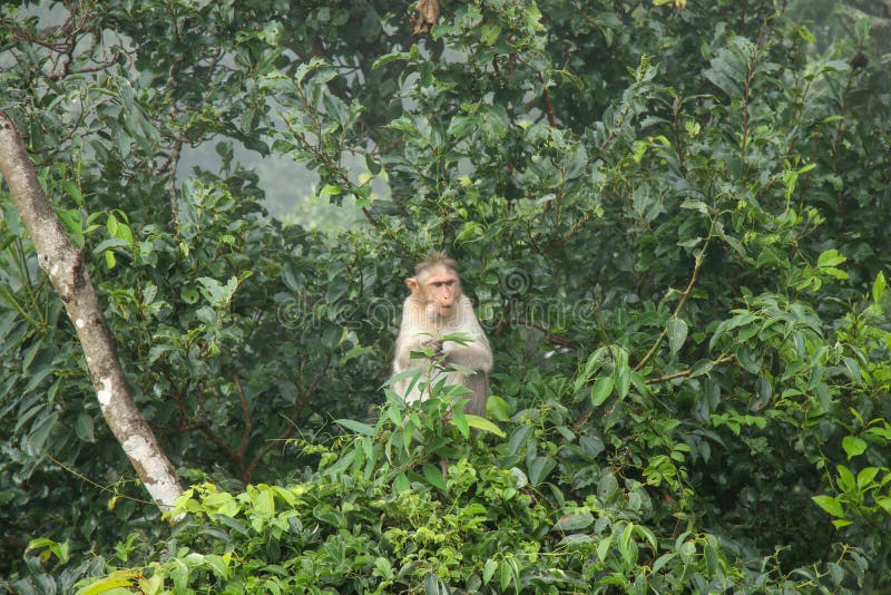 Monkey eating in tree stock photo. Image of eating, leafs - 180856070