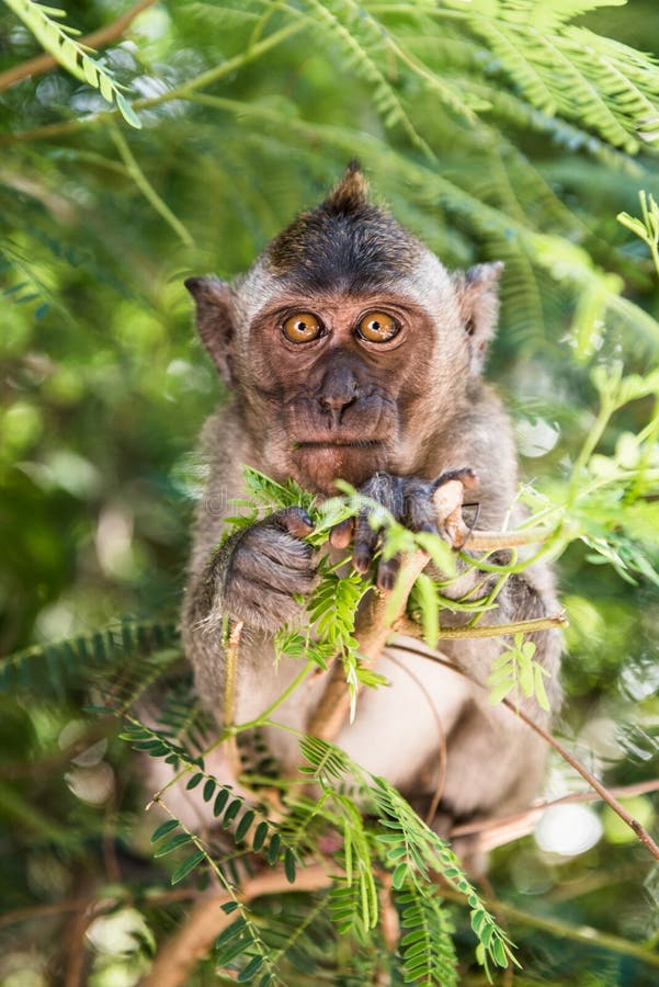 Monkey eating on a tree stock photo. Image of safari - 57401348