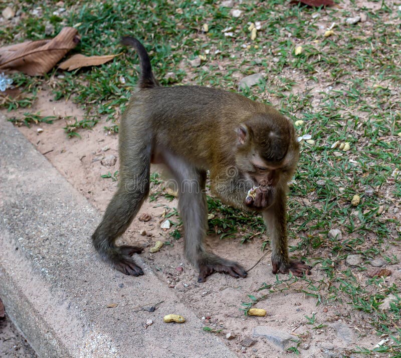 Monkey eating and walking. stock photo. Image of black - 125749632
