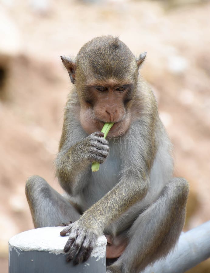 Monkey Eating Yardlong Bean in Portrait Stock Image - Image of cute ...