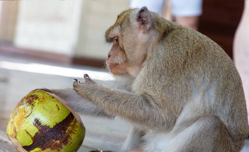 A monkey eats a coconut stock image. Image of cute, coconut - 318935127
