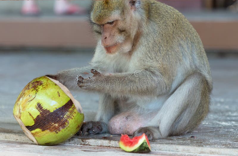 A monkey eats a coconut stock image. Image of outdoor - 320132603