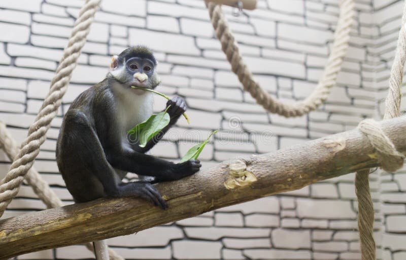 Monkey eats green leaves stock photo. Image of wildlife - 95153744