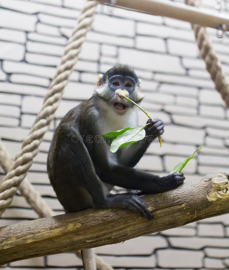 Monkey eats green leaves stock image. Image of tropical - 95693029