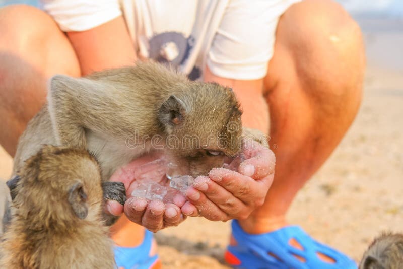Monkey eats ice stock image. Image of religious, buffet - 55839741