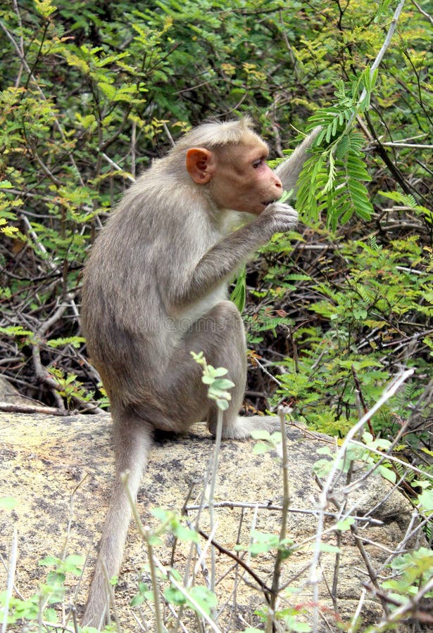 Monkey eats leaves stock photo. Image of asian, leaves - 92759760
