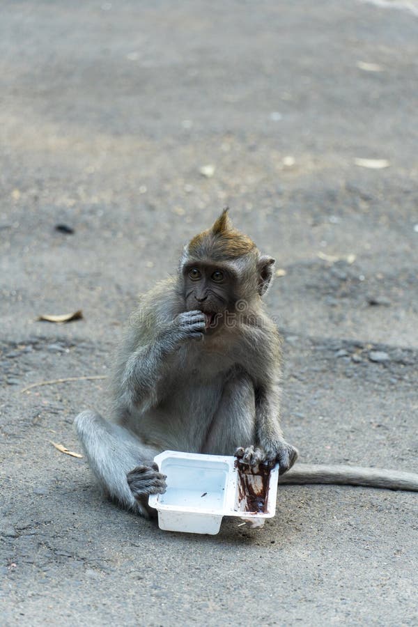 Monkey Eats Leftover Chocolate Stock Image - Image of women, expression ...