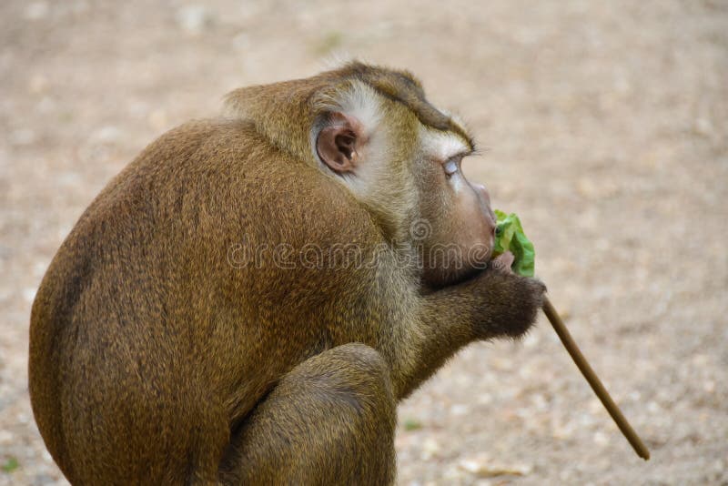 A Monkey Eats a Lotus Flower Stock Photo - Image of asia, animal: 187781330