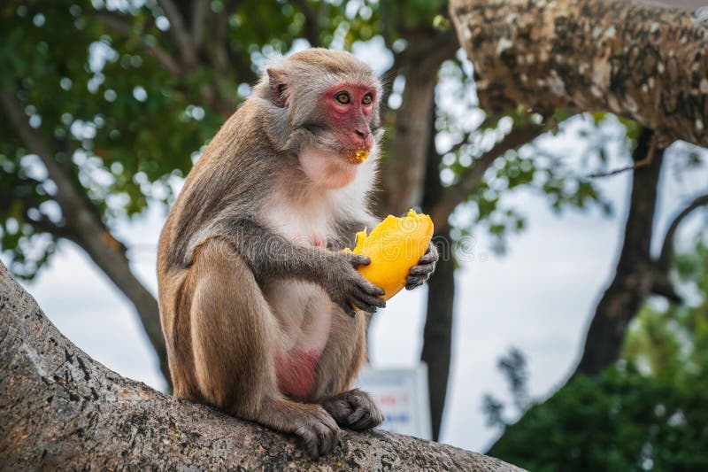Monkey Eats Mango Sitting Tree Forest Wild Nature Stock Photos - Free ...