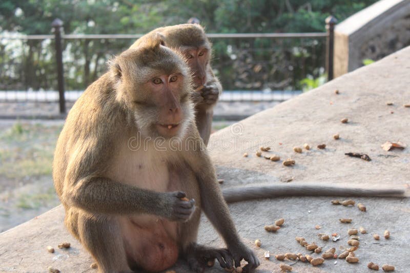 Monkey eats nuts stock image. Image of food, macro, jungle - 120056281
