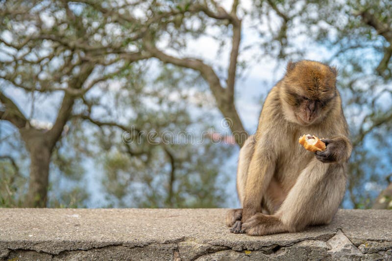 The Monkey Eats the Pastry from the Tourist Stock Image - Image of ...