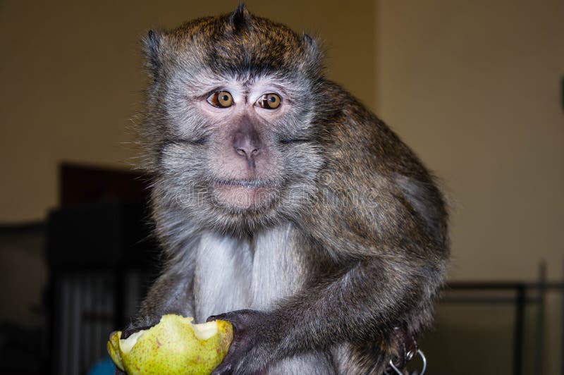 Monkey eats a PEAR stock photo. Image of grass, funny - 77944186