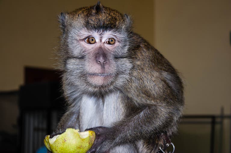 Monkey eats a PEAR stock photo. Image of grass, funny - 77944186