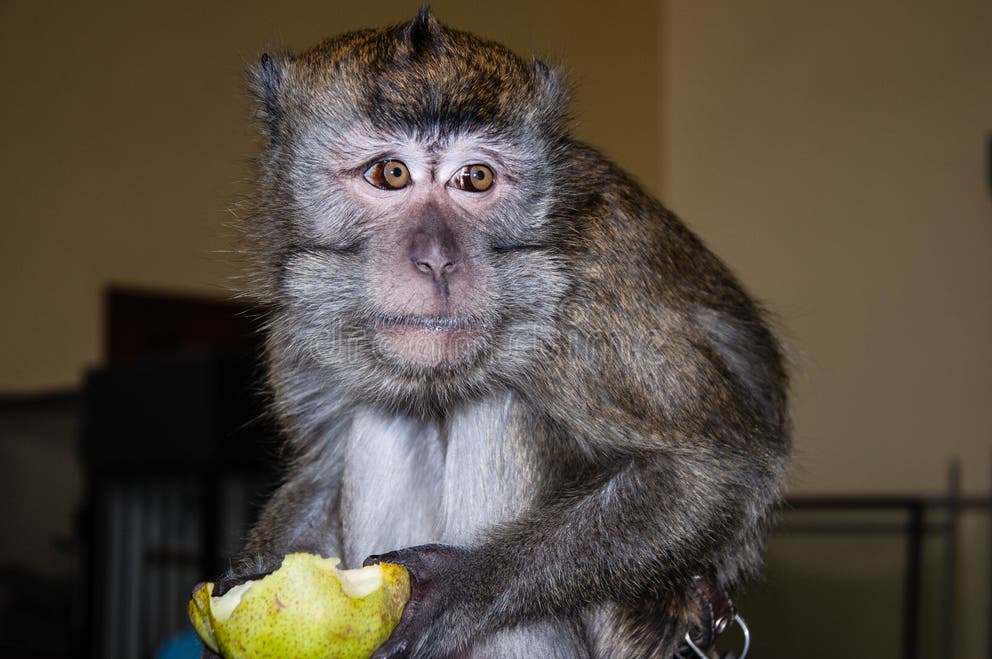 Monkey eats a PEAR stock photo. Image of grass, funny - 77944186
