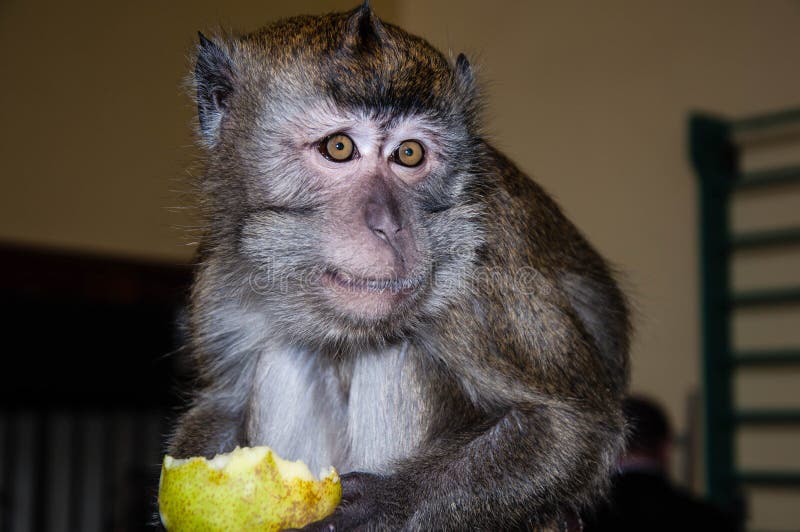 Monkey eats a PEAR stock photo. Image of wildlife, furry - 77944182