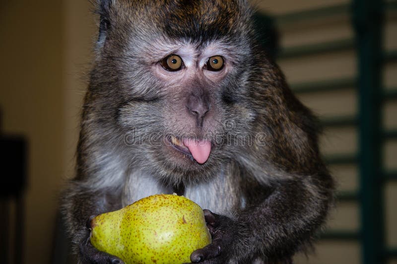 Monkey eats a PEAR stock photo. Image of wildlife, furry - 77944182