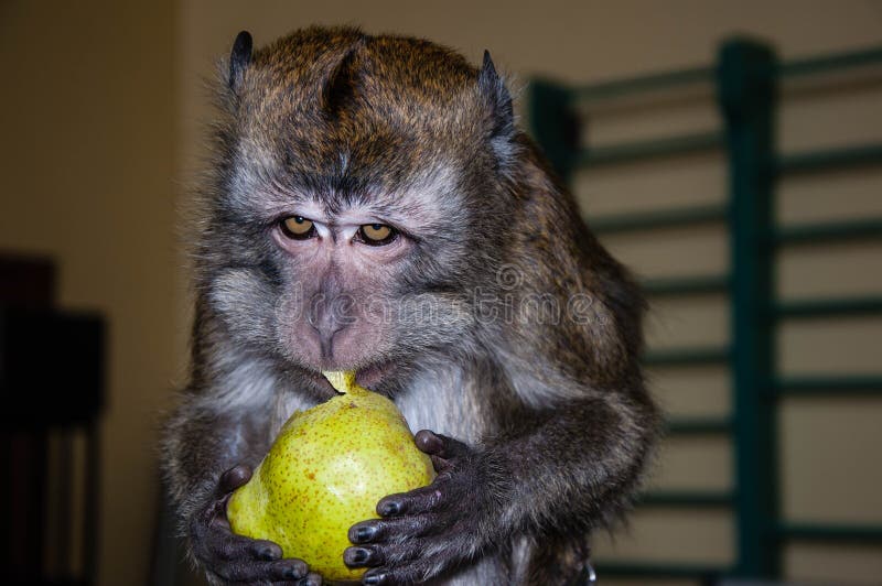 Monkey eats a PEAR stock photo. Image of wildlife, furry - 77944182