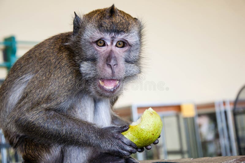 Monkey eats a PEAR stock photo. Image of wildlife, furry - 77944182